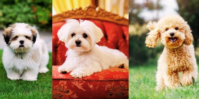 Top 15 Small Dog Breeds in India | Price, Food Habits & Life Span
