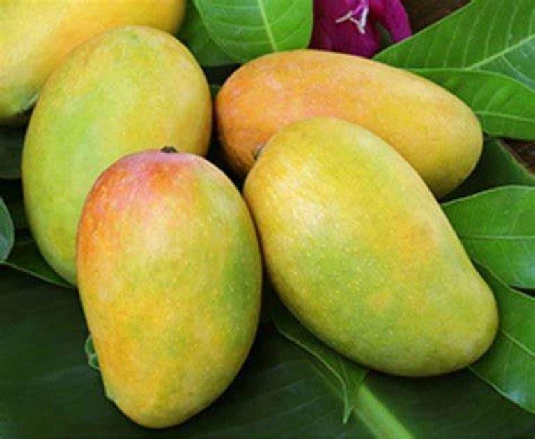 Top 10 Popular Mango Varieties in India 2025 | Price-List